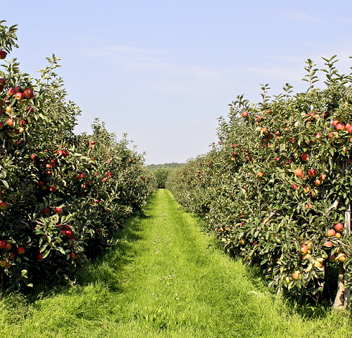 Select Harvests – Frame Investments